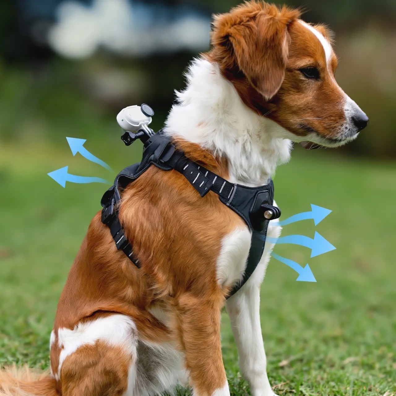 Buy the Insta360 Pet Harness Mount - Medium | Camzilla Australia - Tier ...
